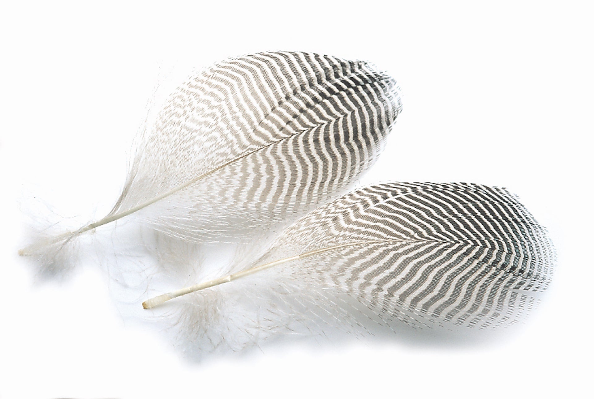 Veniard Teal Duck Flank feather | FINESSE FLY TYING