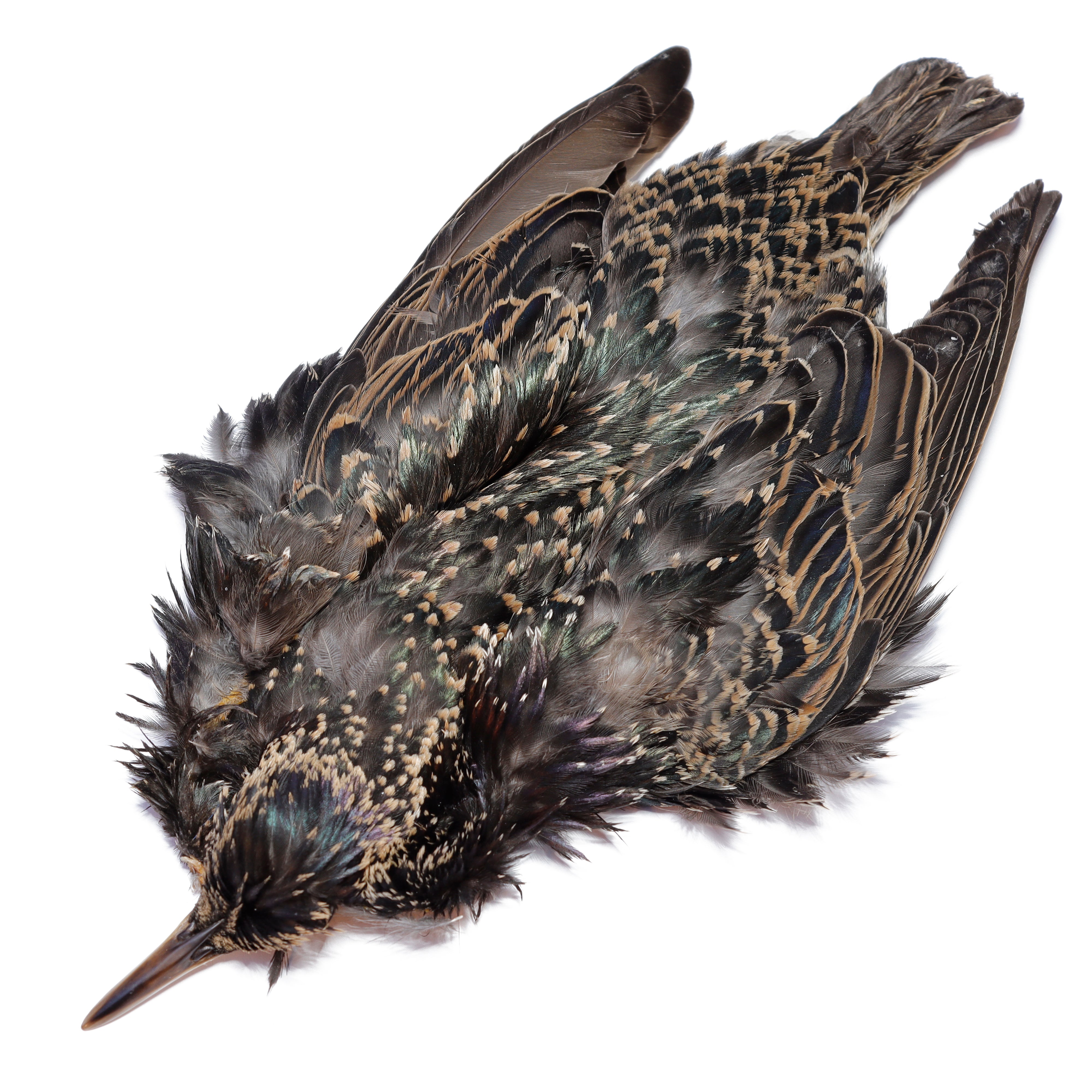 Finesse Fly Tying Whole Starling Skin | FINESSE FLY TYING
